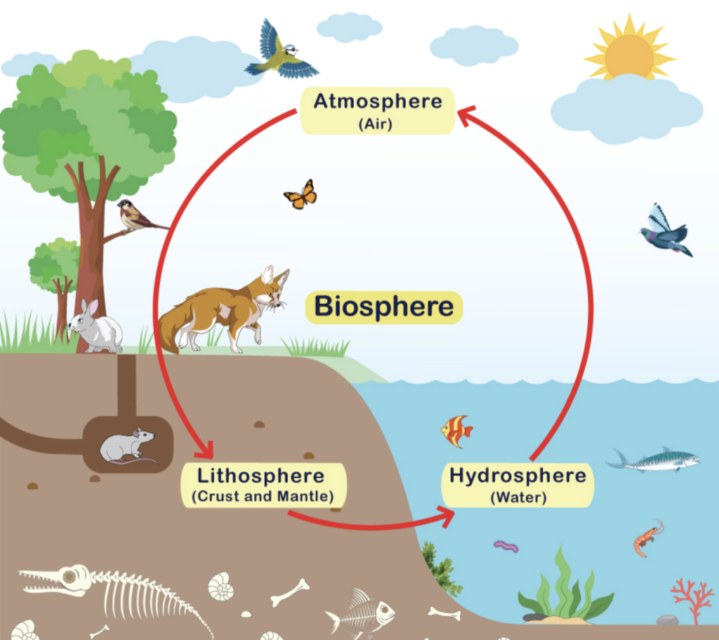 Levels Of Organisation Within An Ecosystem